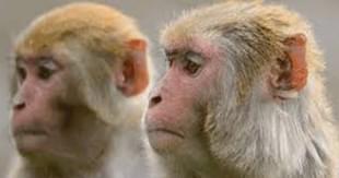 CABR™ Animal Probes - Creative Bioarray | Creative Bioarray