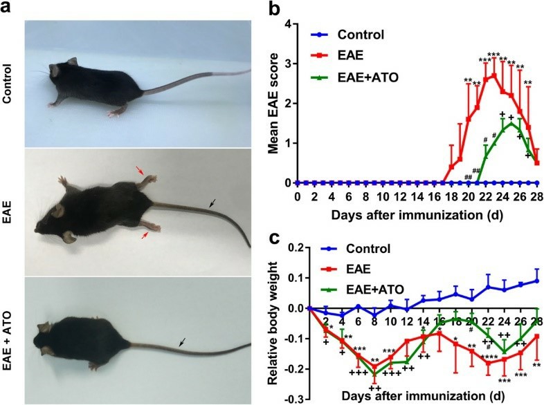 Myelin Oligodendrocyte Glycoprotein (MOG)-Induced Experimental ...