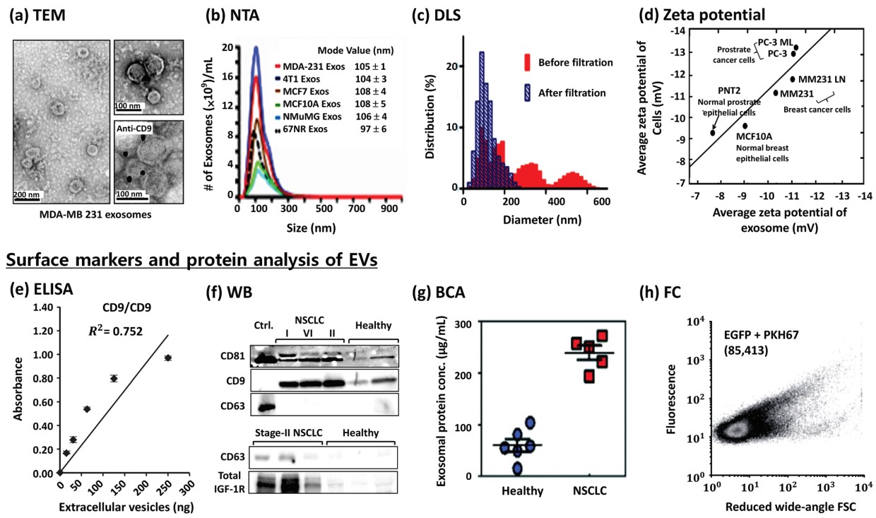 Exosome Identification - Creative Bioarray | Creative Bioarray