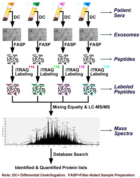 Exosome Proteomics Service - Creative Bioarray | Creative Bioarray