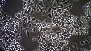 Immortalized Murine Cells | Creative Bioarray